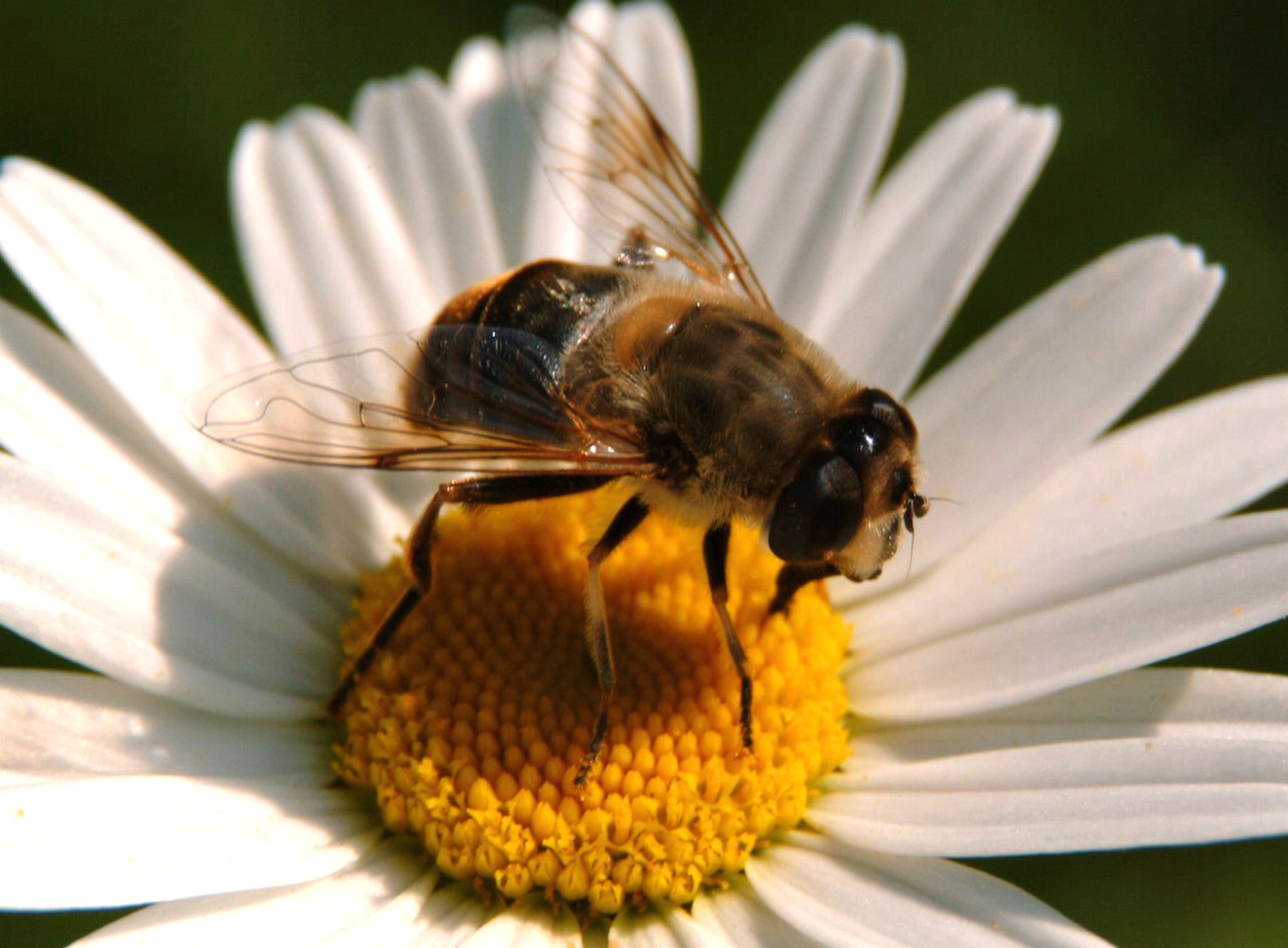 I 10 animali meno longevi al mondo | MEDICINA ONLINE