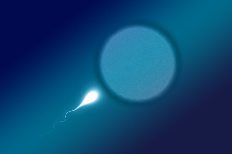 Astenospermia: spermiogramma, spermatozoi deboli e loro motilità ...