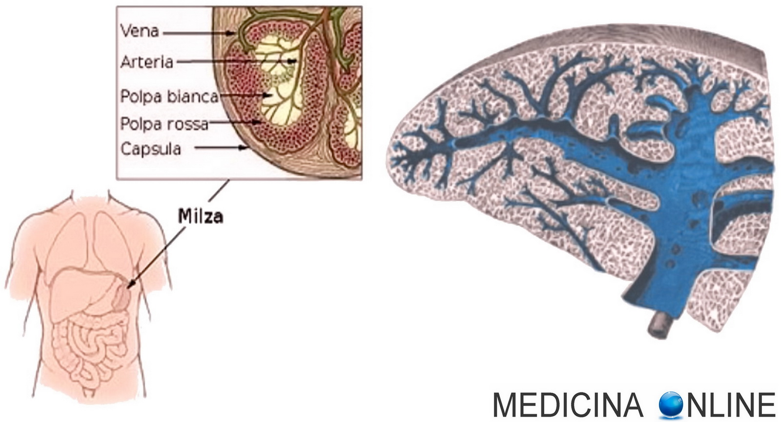A cosa serve la milza e che significa “rottura della milza”? | MEDICINA ... A cosa serve la milza e che significa “rottura della milza”? | MEDICINA ...