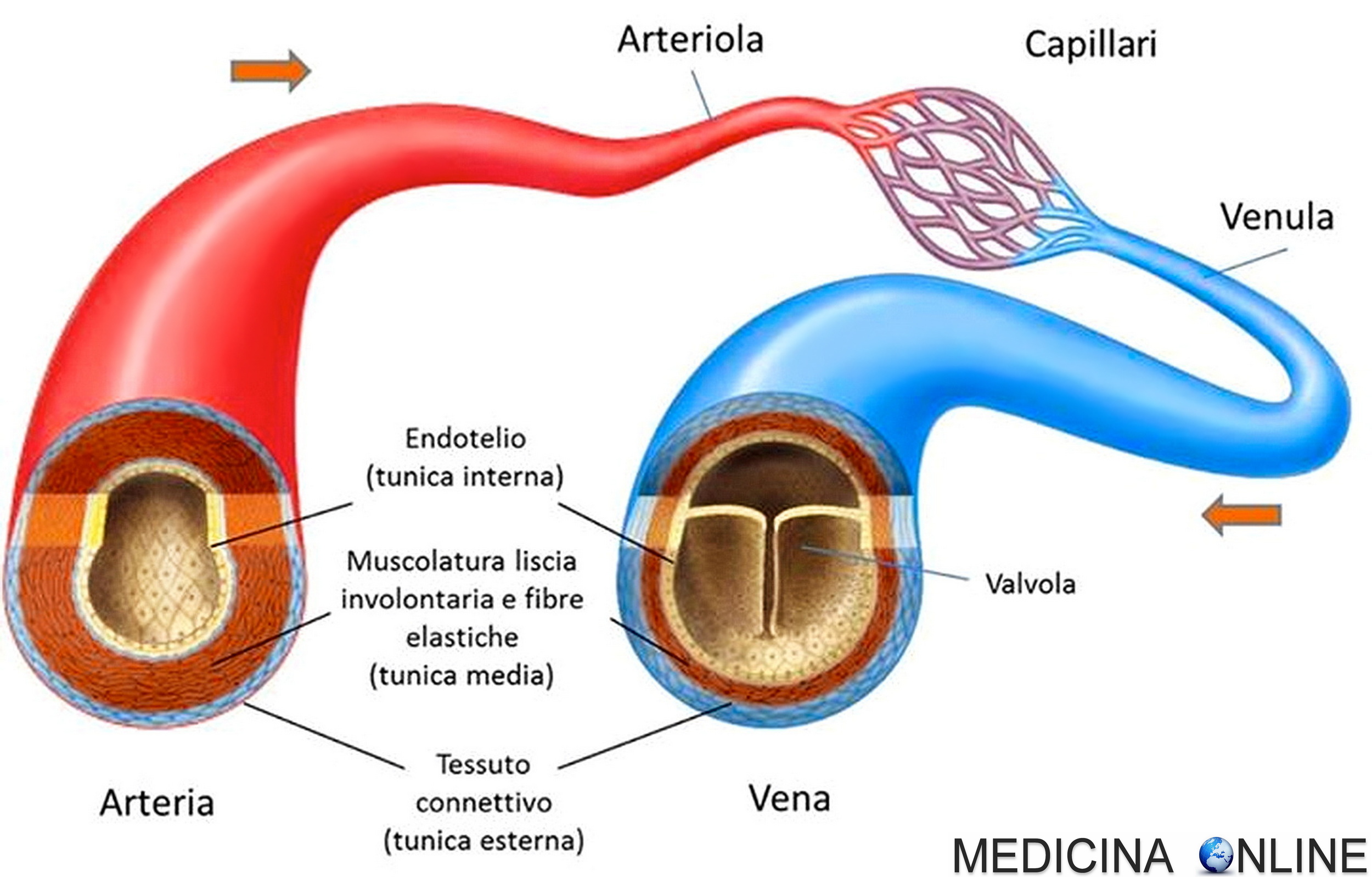 Qual è la differenza tra arteria e vena? | MEDICINA ONLINE