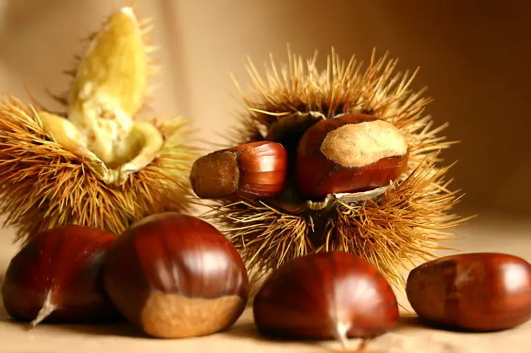 Castagne: calorie, varietà, proprietà e tabella nutrizionale | MEDICINA ...