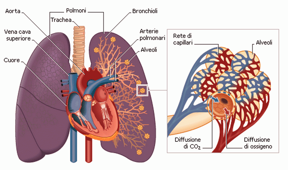 Differenza tra polipnea e tachipnea | MEDICINA ONLINE