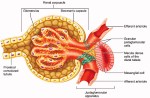 Glomerulo renale: schema, funzione e flusso ematico renale | MEDICINA ...