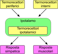 Ipotalamo e controllo della temperatura corporea | MEDICINA ONLINE