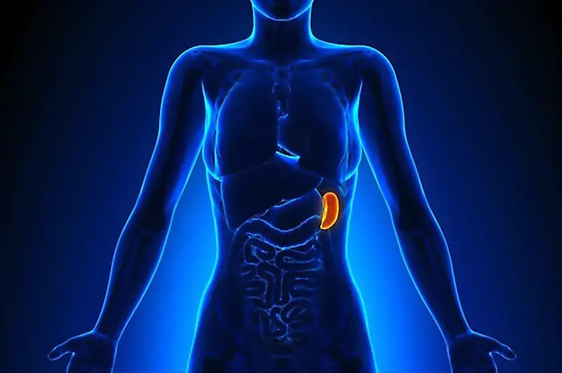 Rottura della milza: cosa si prova e qual è la terapia? | MEDICINA ONLINE