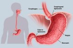 Stomaco: anatomia e funzioni in sintesi | MEDICINA ONLINE