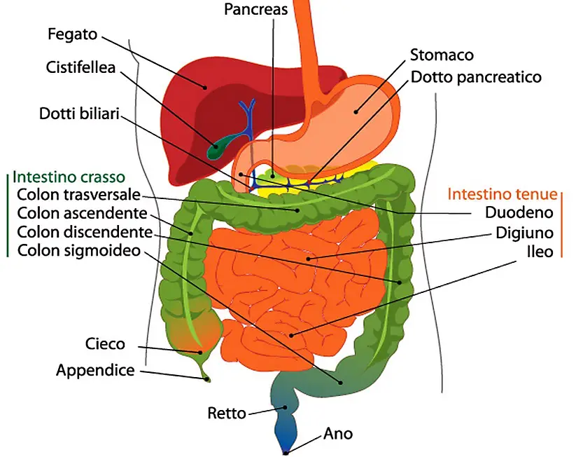 Tumore del colon retto: sintomi iniziali, tardivi e ritardo nella ...