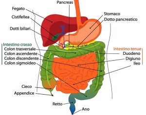 Meteorismo intestinale: cos’è, cause, rimedi, dieta, cibi da evitare ...