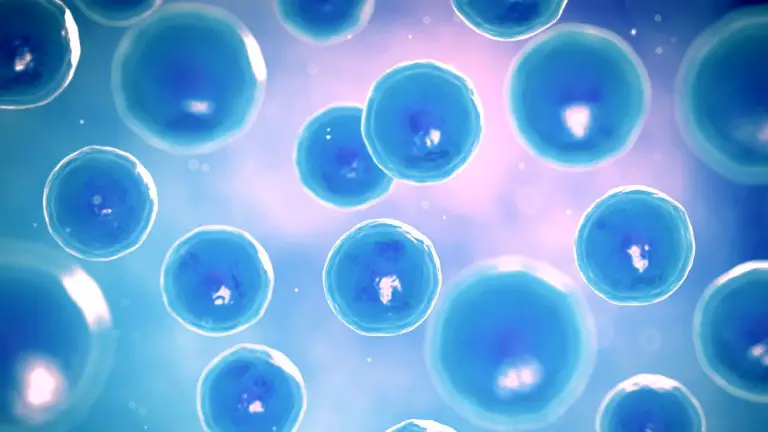 Differenza tra osteoblasti, osteoclasti ed osteociti | MEDICINA ONLINE