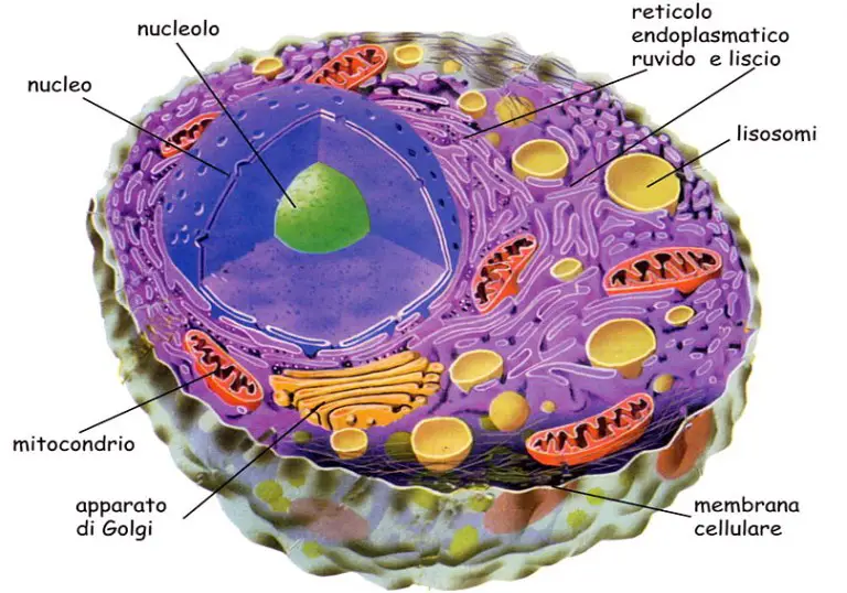 Differenza Tra Cellule Eucariote E Procariote Medicina Online