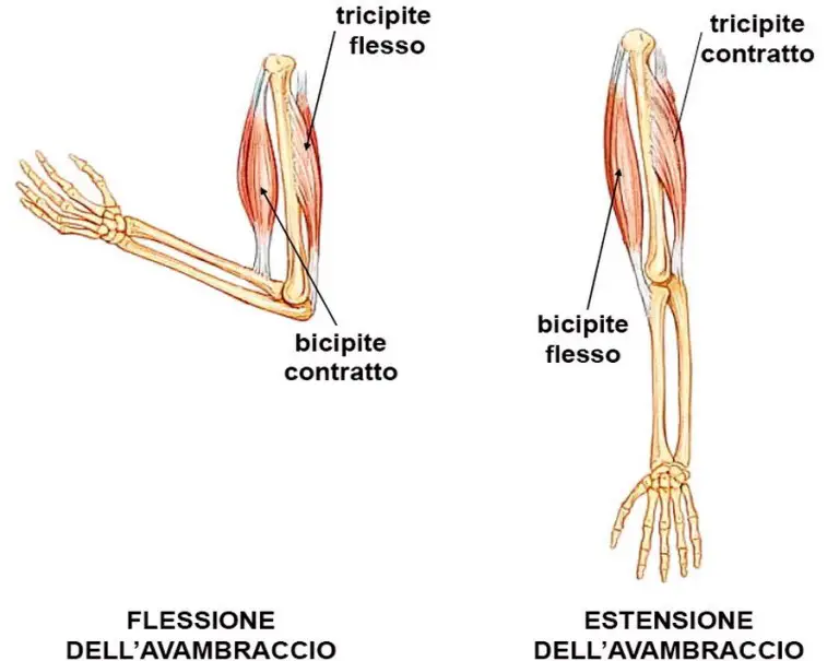 Muscolo bicipite brachiale: anatomia, funzioni e movimenti | MEDICINA ...