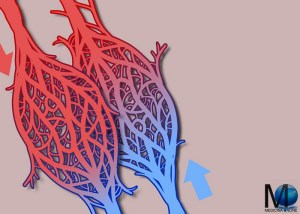 Rete mirabile arteriosa e venosa: dove si trova ed a che serve ...
