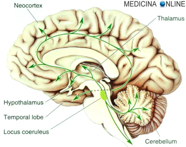 Talamo: anatomia, struttura, nuclei e funzioni in sintesi | MEDICINA ONLINE