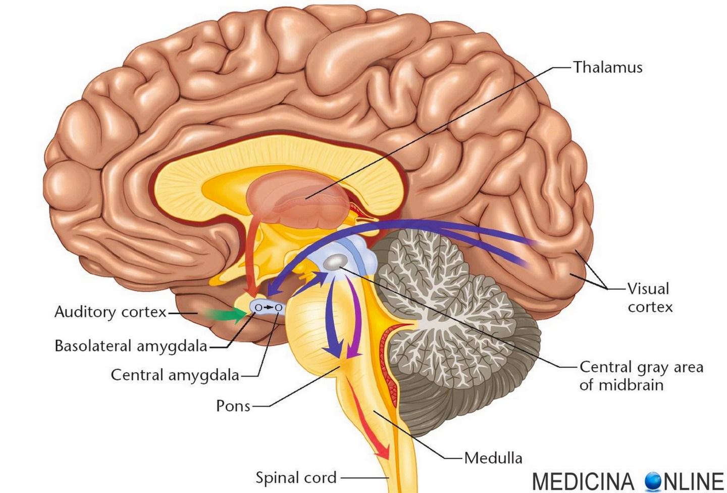 Crisi epilettiche parziali o focali semplici e complesse | MEDICINA ONLINE