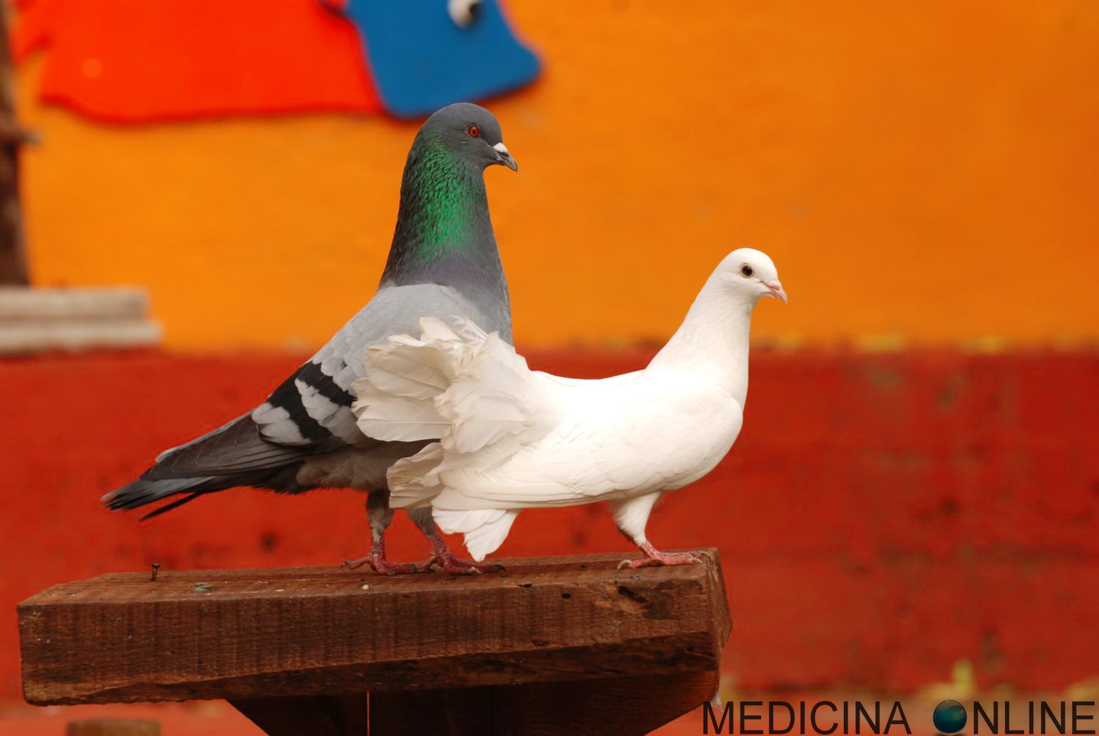 colomba | MEDICINA ONLINE