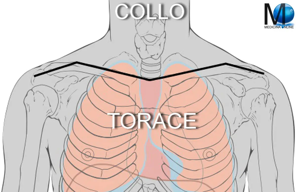 Anatomia, fisiologia, fisiopatologia, semeiotica | MEDICINA ONLINE ...