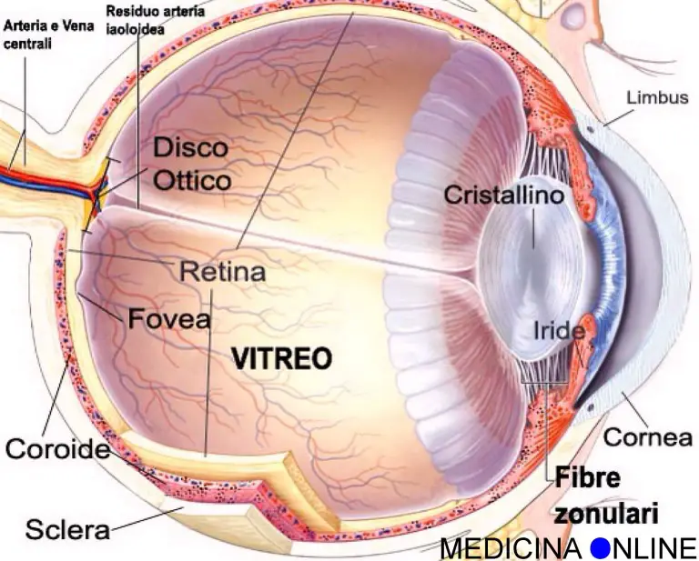 Pressione oculare alta: cause, glaucoma, rimedi e terapie | MEDICINA ONLINE