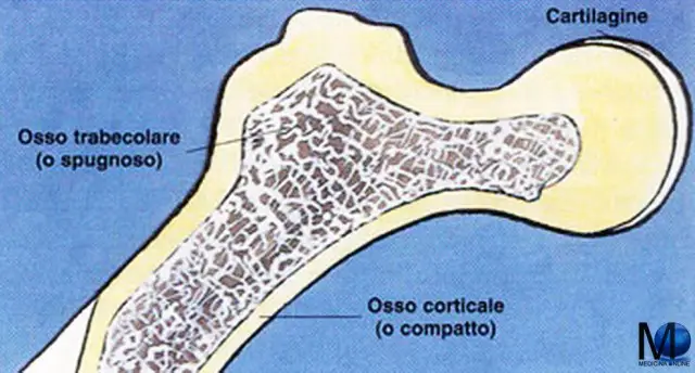 Osso Compatto Mammifero. Tessuto Osseo Spugnoso. Cranio. Sezione