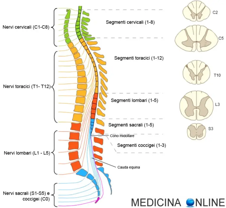 Differenza tra nervo cranico, encefalico e spinale con esempi ...