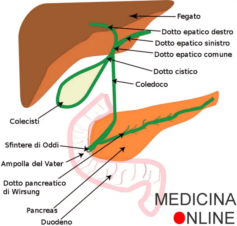 Dotto epatico comune, cistico e coledoco: anatomia del sistema biliare ...