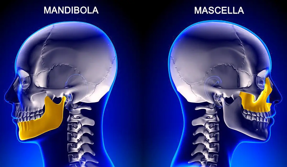 Differenza tra mascella e mandibola: sono sinonimi? | MEDICINA ONLINE