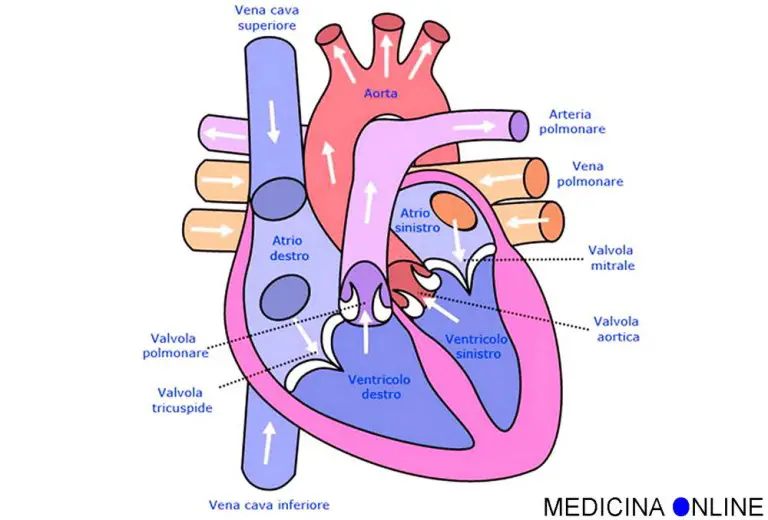 Anatomia, fisiologia, fisiopatologia, semeiotica | MEDICINA ONLINE ...