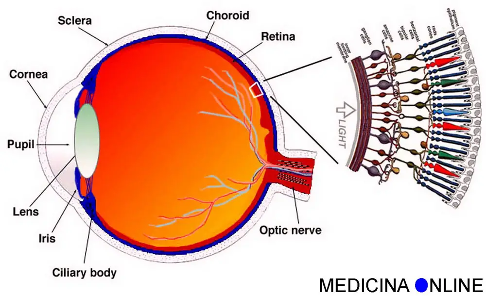 Retina dell’occhio: anatomia, strati, funzioni e patologie in sintesi ...