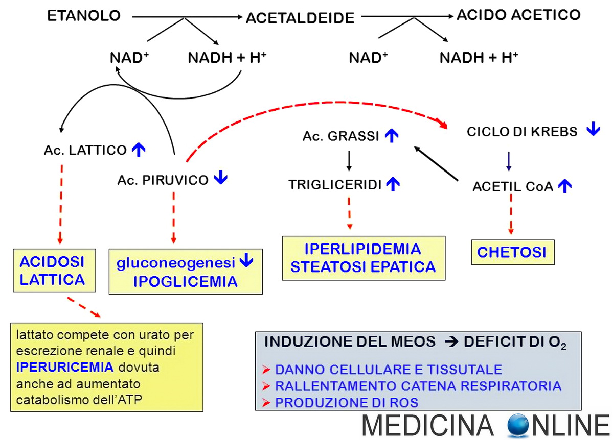 Biochimica dell’alcol etilico: biotrasformazione dell’etanolo ...