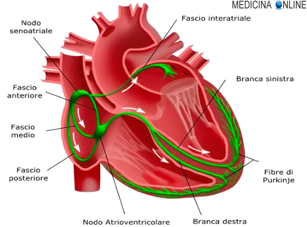 Come si muove l’impulso elettrico cardiaco nel cuore? | MEDICINA ONLINE