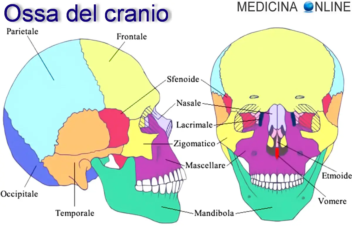 Cranio e base cranica: ossa, anatomia e funzioni | MEDICINA ONLINE