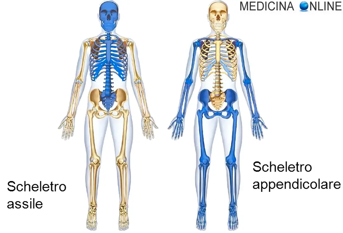 scheletro appendicolare | MEDICINA ONLINE