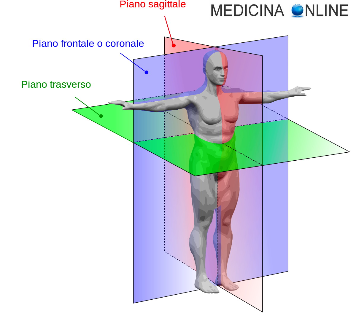Differenza tra muscoli adduttori e abduttori | MEDICINA ONLINE