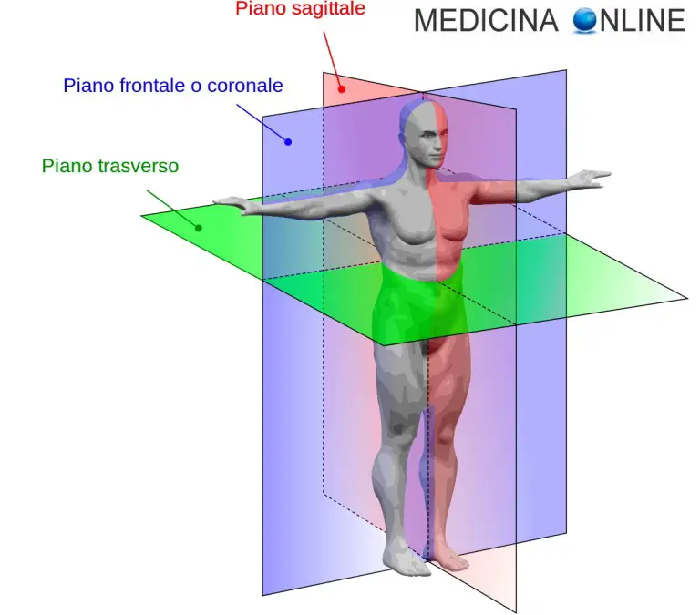Differenza tra muscoli adduttori e abduttori | MEDICINA ONLINE
