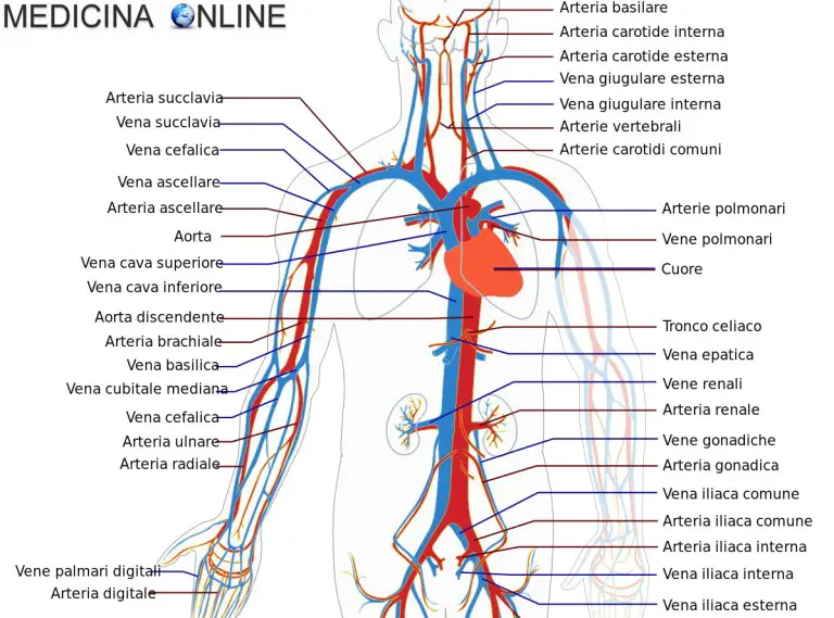 Differenza tra vena cava inferiore e superiore | MEDICINA ONLINE