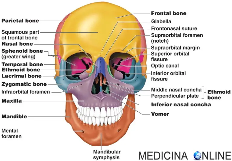 Osso etmoide: anatomia e posizione nel cranio | MEDICINA ONLINE