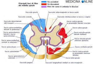 Sistema nervoso periferico (SNP): anatomia, funzioni e patologie ...