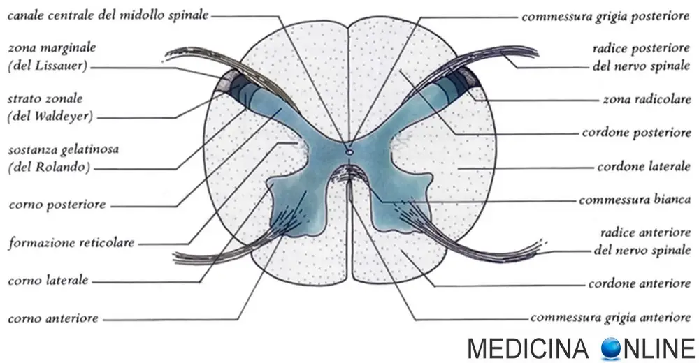 Anatomia Del Cervello E Del Midollo Spinale Lesione Del Midollo