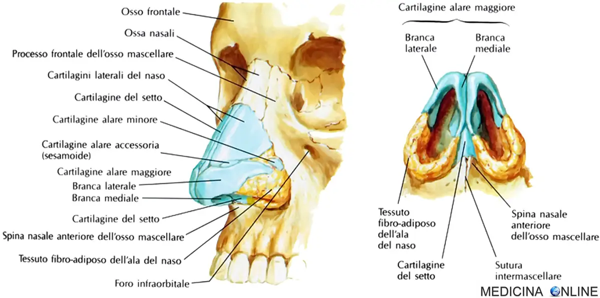 Anatomia Del Naso Interno Netter 032 Lateral Nasal Wall