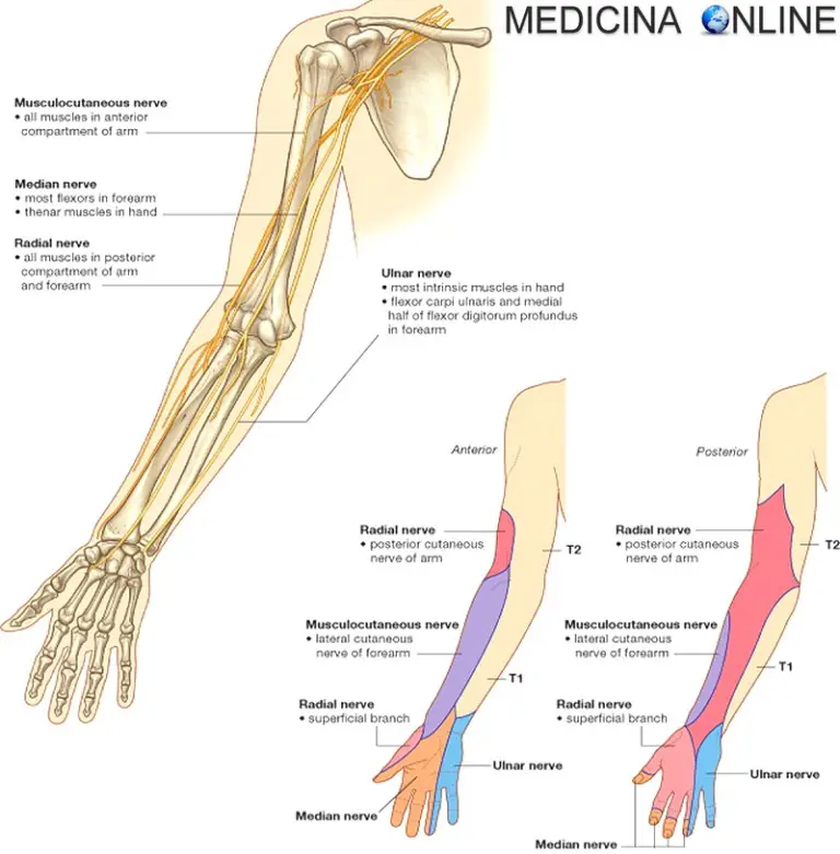 Nervi degli arti superiori: anatomia e funzioni in sintesi | MEDICINA ...