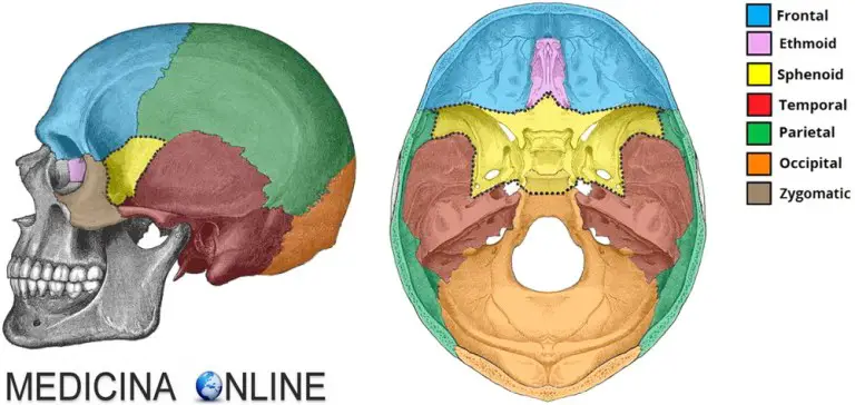 Cranio e base cranica: ossa, anatomia e funzioni | MEDICINA ONLINE