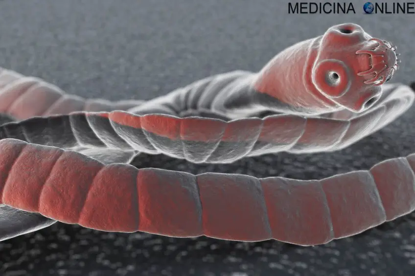 MEDICINA ONLINE TAENIA SOLIUM TENIA VERME SOLITARIO INTESTINO pork ...