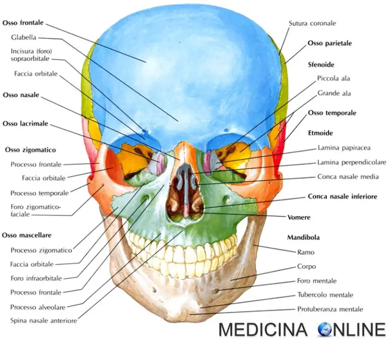Osso sfenoide: anatomia e posizione nel cranio | MEDICINA ONLINE