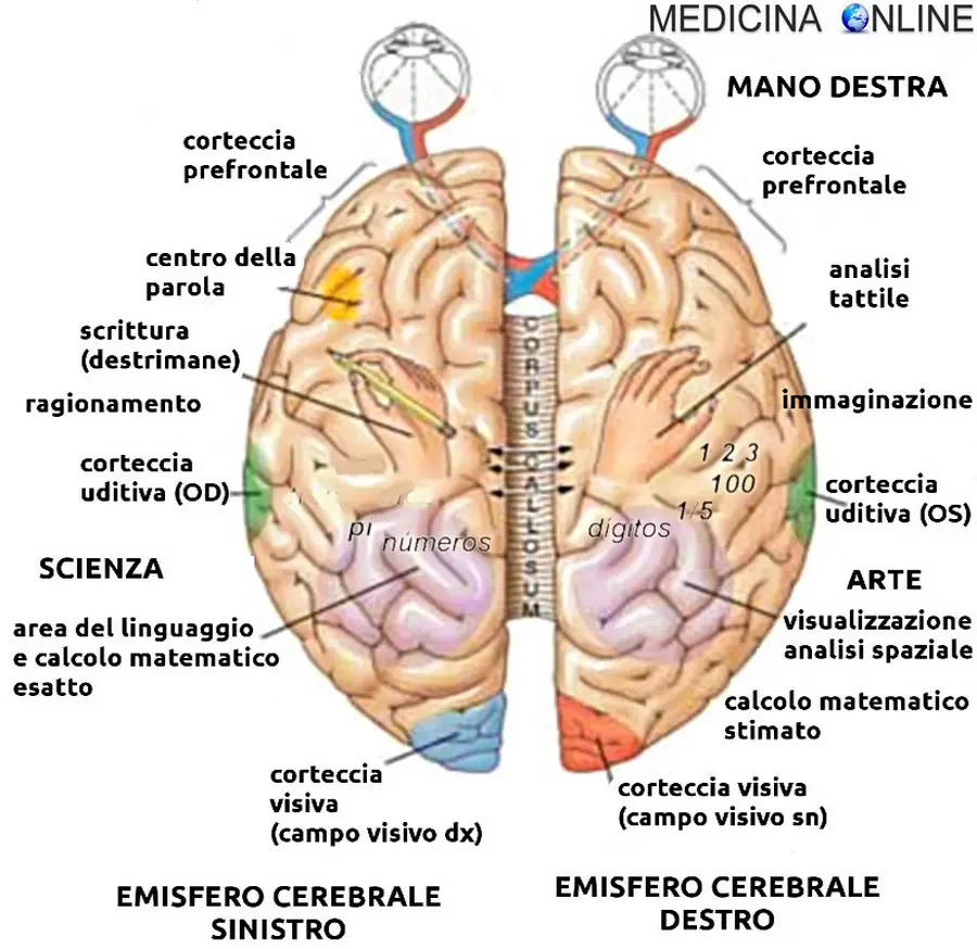 Differenze tra emisfero destro e sinistro del cervello | MEDICINA ONLINE Differenze tra emisfero destro e sinistro del cervello | MEDICINA ONLINE