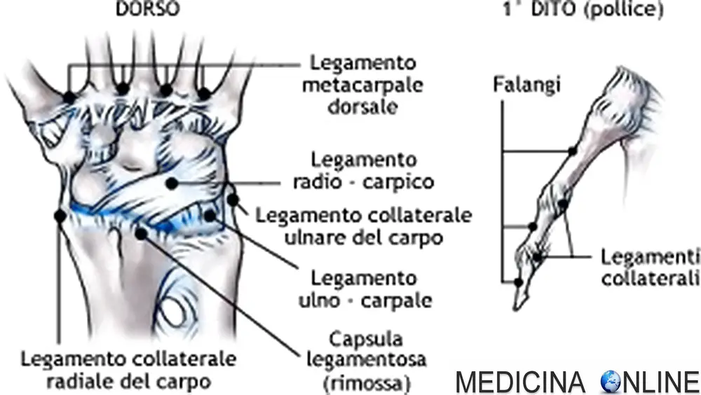 Anatomia, fisiologia, fisiopatologia, semeiotica | MEDICINA ONLINE | Pagina 48
