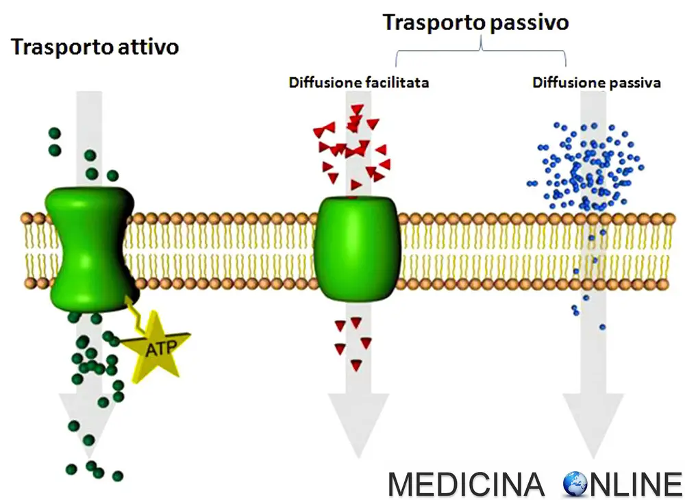 Diagramma Di Diffusione Facilitata