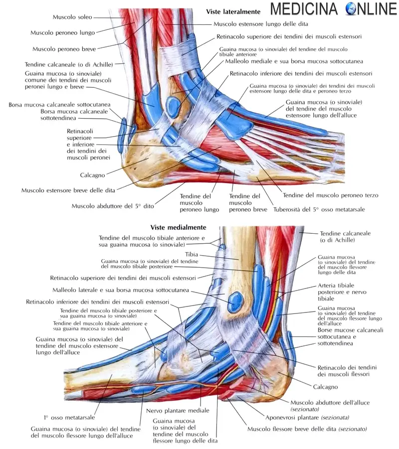 Differenza tra muscoli dorsali, plantari, mediali e laterali del piede ...