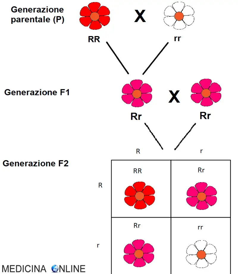 Differenza tra dominanza semplice, incompleta e codominanza | MEDICINA ...