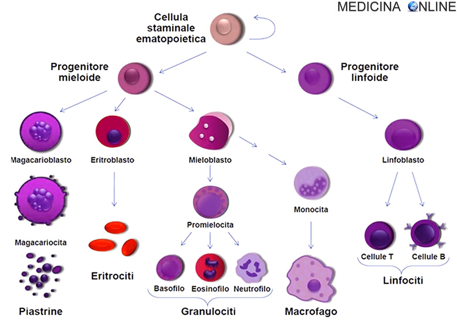 Leucemia mieloide acuta: sopravvivenza, guarigione, aspettativa di vita ...