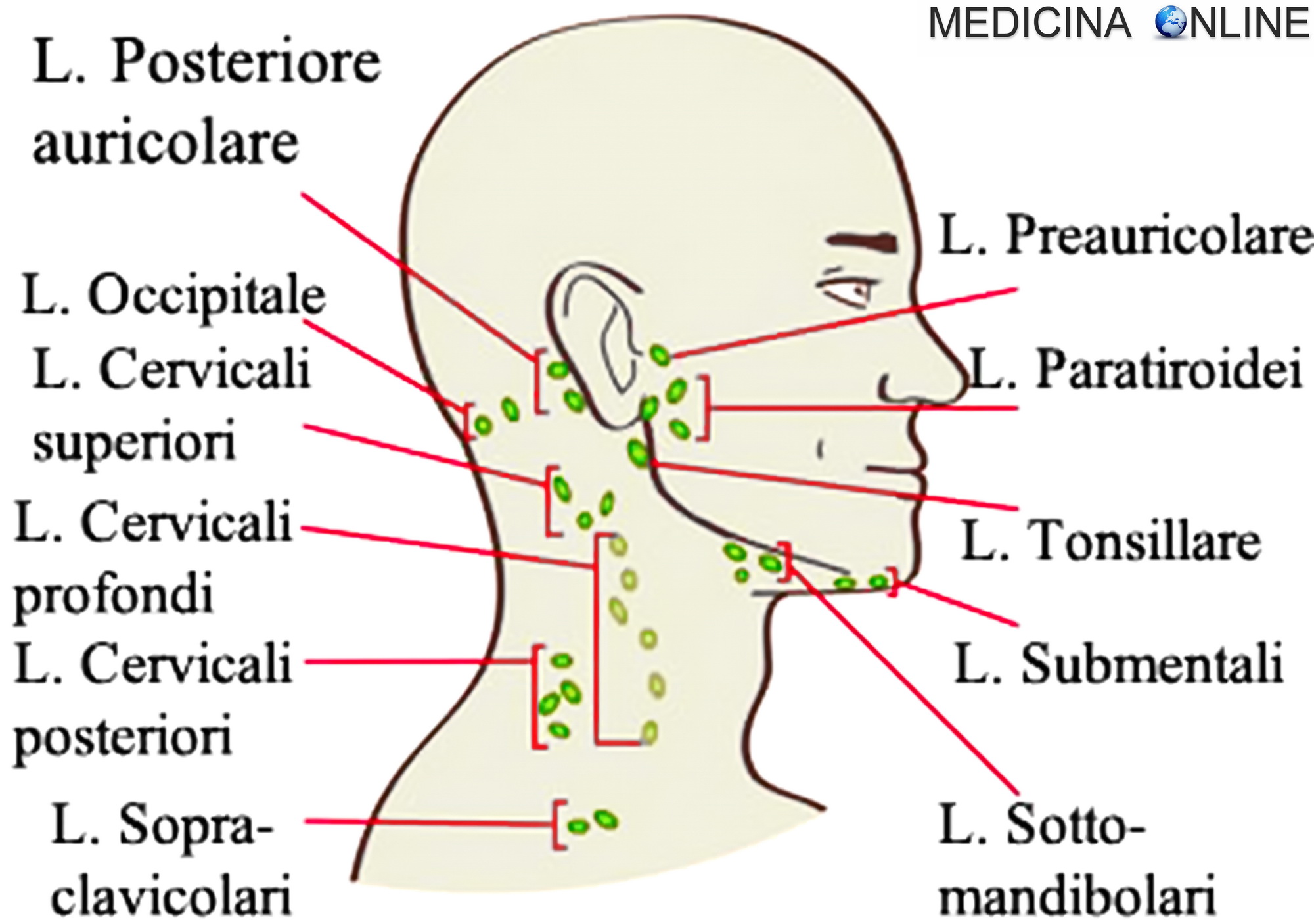 Linfonodi collo: dolenti, dove sono, mappa, come “sgonfiarli ...