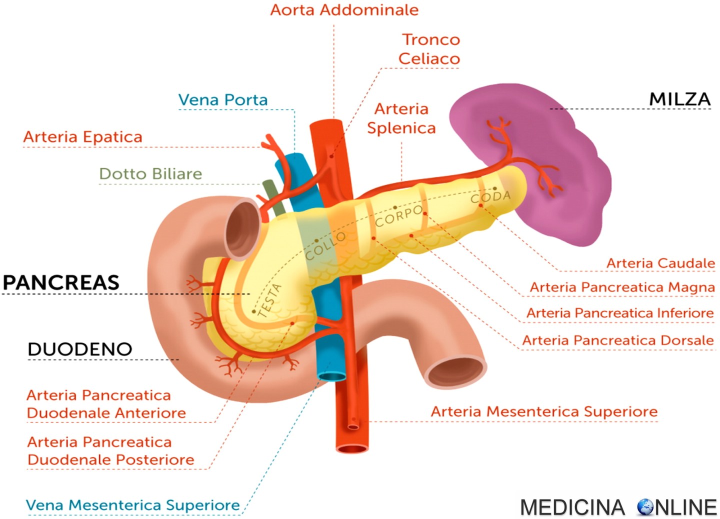 Splenomegalia lieve e grave: dimensioni, significato, cure | MEDICINA ...